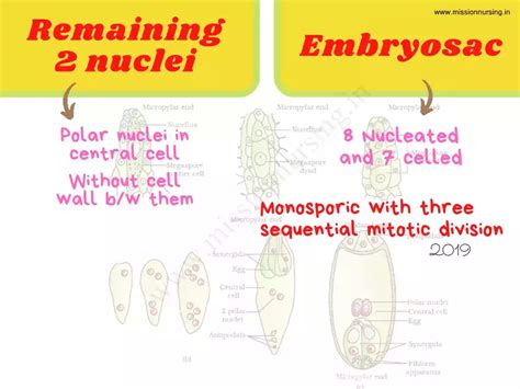 Reproduction In Plants Angiosperm Mission Nursing
