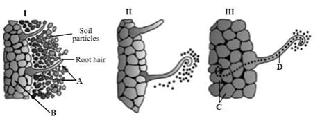 The Given Diagram Shows The Development Of Root Nodule In Soyabean Thus