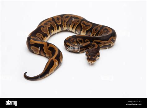 Leopard Ball Python Or Royal Python Python Regius Female Stock Photo Alamy