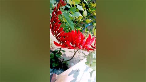 💐💐එරබදු මල් පිපිලා💐💐 Youtube