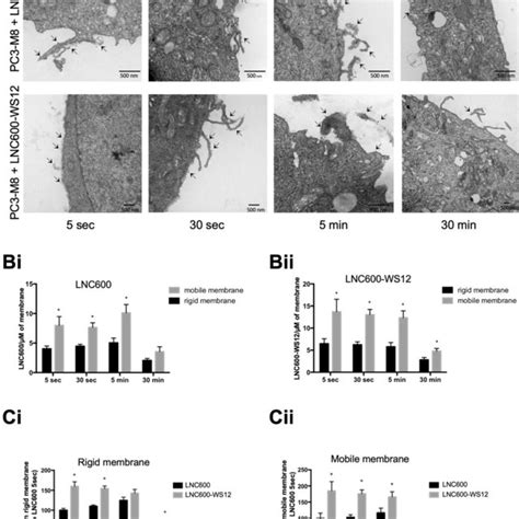 Plasma Membrane Penetration And Dynamic Localization Of Lipid Download Scientific Diagram