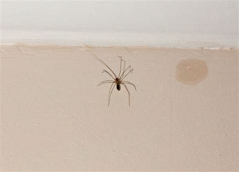Keep Spiders Out This Fall With These Natural Solutions