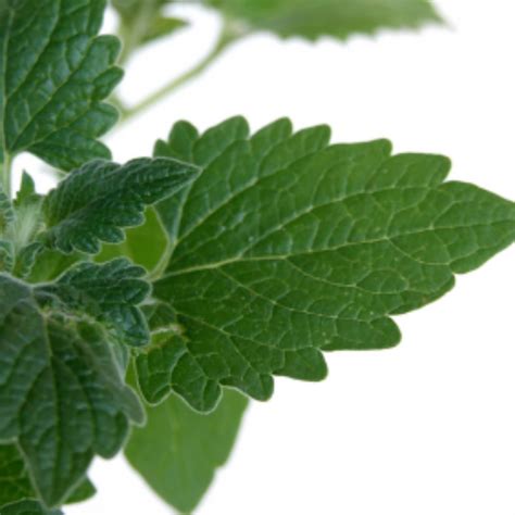 Ontario Seed Company Catnip Seeds Davenport Garden Centre