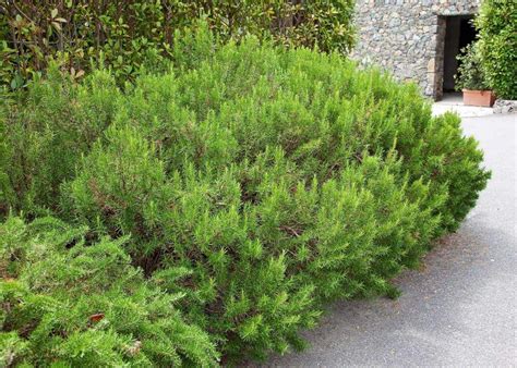 Rosemary Hedge 🌿 🍃 Creating Aromatic Borders For Your Garden