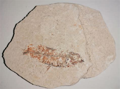 Need Help With Identifying These Fossils Got Them For Free At A Fossil Show Thanks R Fossilid