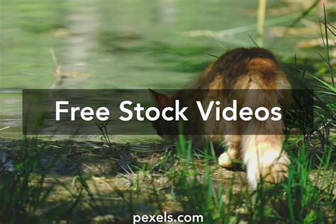 Cutethiccasiangirltwerk Videos Download The Best Free 4k Stock