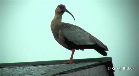 Birds Object Detection Dataset And Pre Trained Model By Tanu