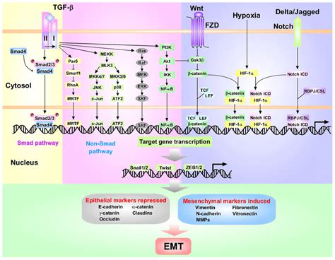 The Dominating Interconnected Signaling Pathways And Transcriptional