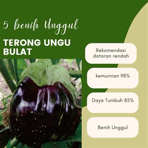 Jual Terong Ungu Bulat 5 Benih Unggul Terong Ungu Bulat Shopee Indonesia