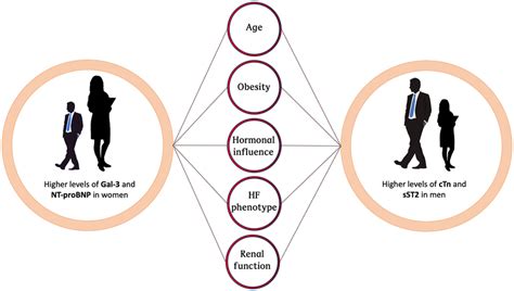 Schematic Of Factors Contributing To Sex Related Differences In Hf