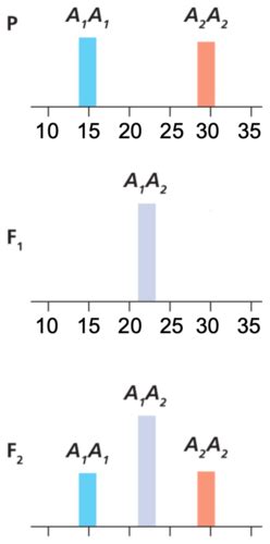 lecture 16 flashcards quizlet
