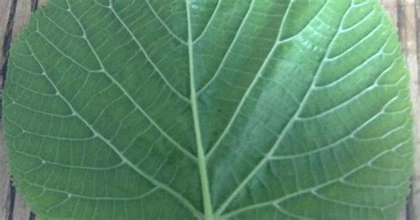 Bizarre Leaf Found In South London By The Thames Unusal Dendritic Vein Configuration Veins