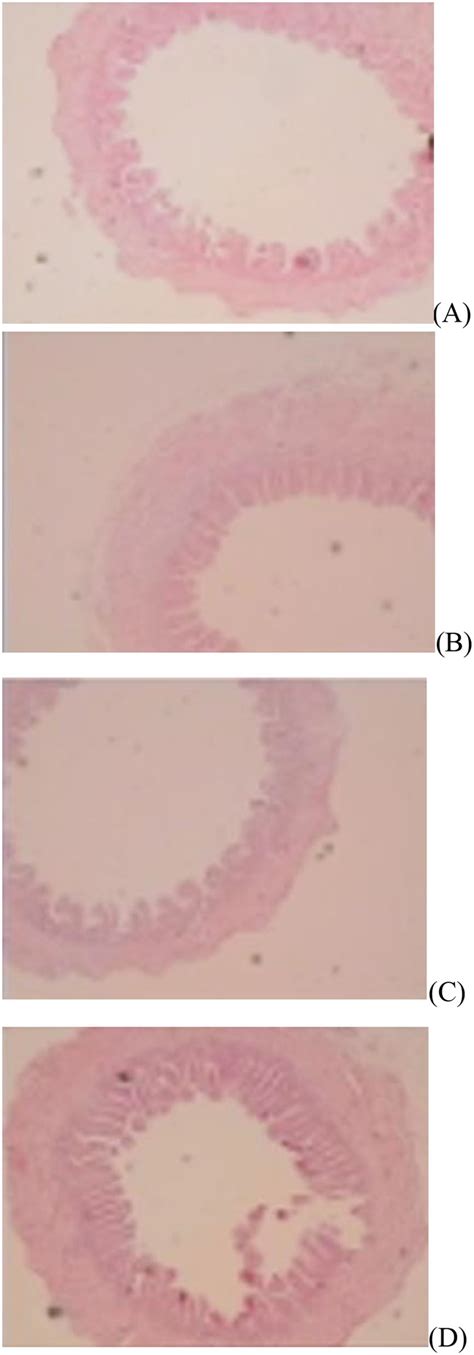 Figure E Slice Of The Jejunum In Gosling Treated By In Ovo Injection Of Download Scientific