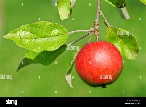 Red Apple On Tree Closeup Stock Photo Alamy