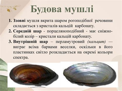 будова мушлі двостулкових молюсків поможіть пж Школьные Знания Com