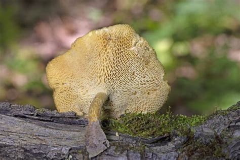 Lentinus Arcularius Also Known As The Spring Polypore Is A Species Of