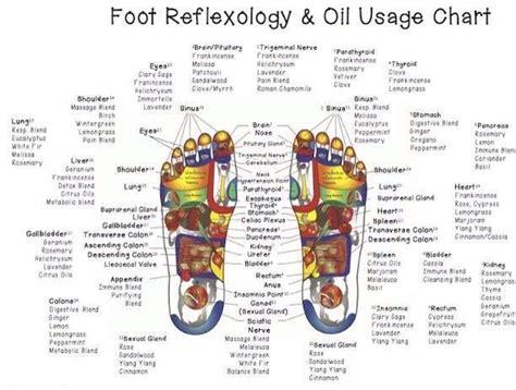 Pin By Heather Kinney On Doterra Essential Oils Guide Reflexology