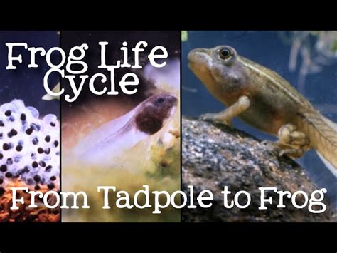 Tadpole To Frog Metamorphosis