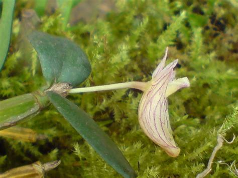 Dendrobium Pachyphyllum Orchidaceae