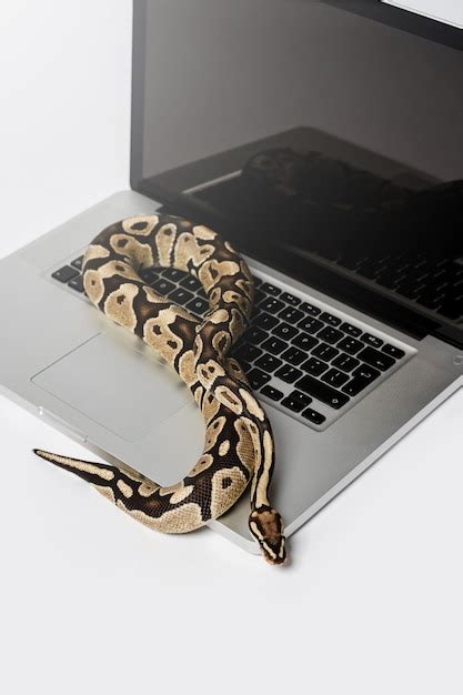 Premium Photo Real Python Snake And Laptop Computer Concept Of Using