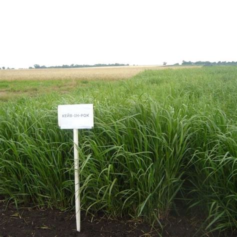 Upland Left And Lowland Right Switchgrass Ecotypes In Fall Showing