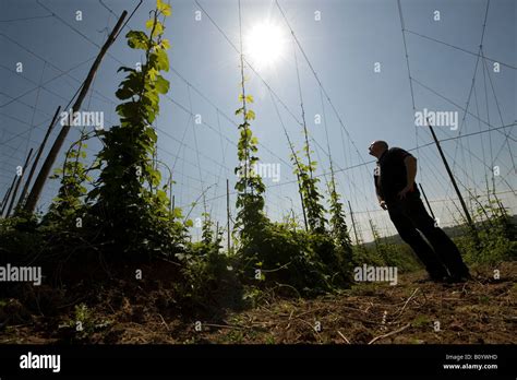 A Farmworker Looks Over Young Hop Bines Vines As They Climb The Trellis They Are Attached To