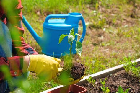 비옥 한 토양에 어린 채소 식물을 묘목하는 정원사의 손 노란 장갑과 빨간 셔츠를 입은 여성의 손이 정원 가꾸기입니다 땅에 고추를 심는 여성 농부 유기 재배 35 39세에