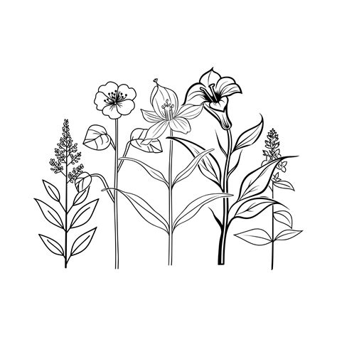 Wild Flower Outline Design Floral Clipart Wildflower Illustration In