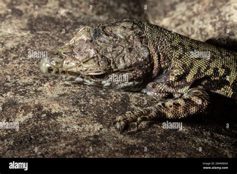 Case Of Mimicry Of A Lizard Resting On A Rock Of The Same Color And With The Same Texture