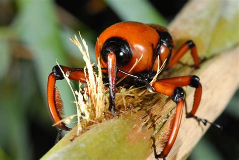 Beetles Taiwan Weevil Cytotrachelus longimalus 台灣大象鼻蟲 Flickr
