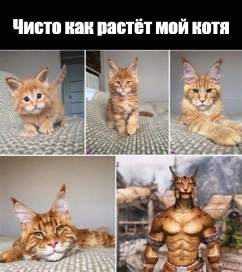 Создать комикс мем мемные животные кот 4 стадии взросления мейн куна Комиксы Meme