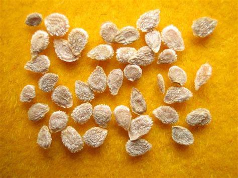 Как собирать сушить и хранить семена томатов