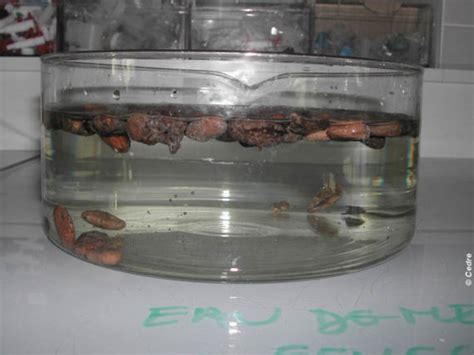 Experimentation On Cocoa Beans Cedre