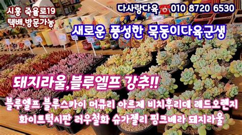 다사랑다육 멋진군생들 새롭게 선별🍁블루엘프 블루스카이 머큐리 아르제 돼지라울 살루 줄리아나 러우철화등succulents Plant 多肉植物 Youtube