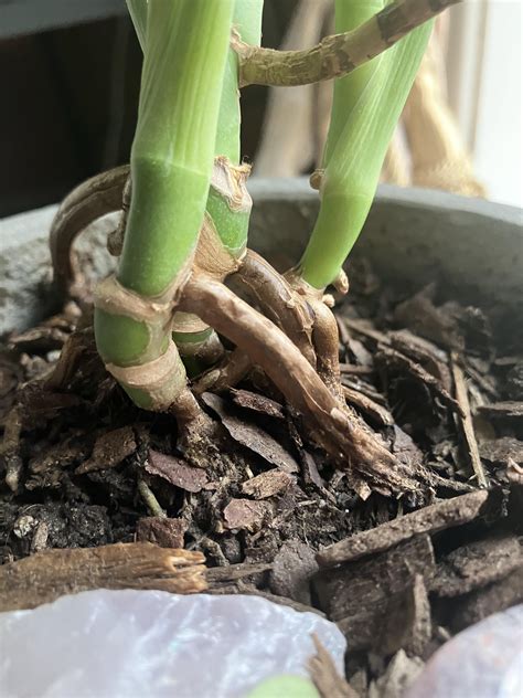 Potential Root Issue Rplantclinic