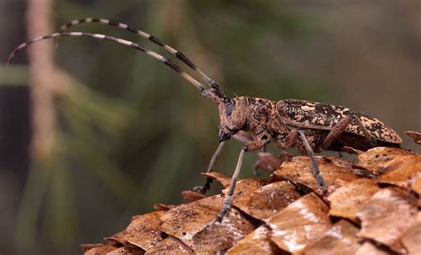 Monochamus Saltuarius