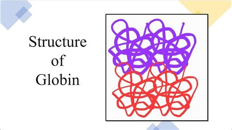 Structure Of Globin Youtube