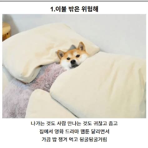 유머예능 선팔로우 맞팔환영 크리스마스 풍경 선팔하면맞팔 존잼 느껴 시쨈 팔로우미 현웃 깜놀 좋튀 방콕 재밌는영상 유머짤 꿀잼