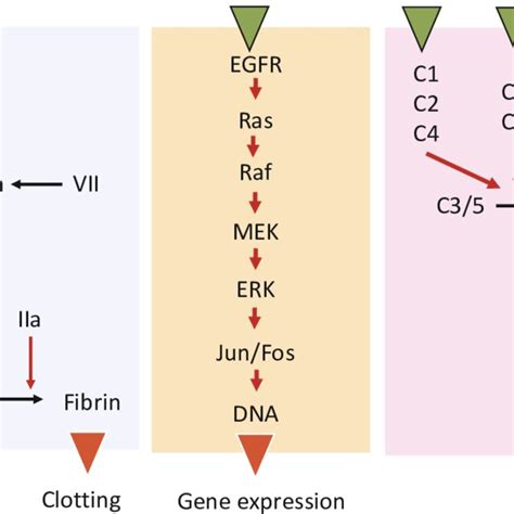 Examples Of Amplification Cascades In Biological Systems Plasma Download Scientific Diagram