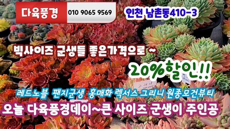 월요풍경데이~오늘은 사이즈큰 군생을20할인가로 데려가세요 노블레드 그리니 원종모건뷰티 나단 팬지군생등 다육풍경010 9065