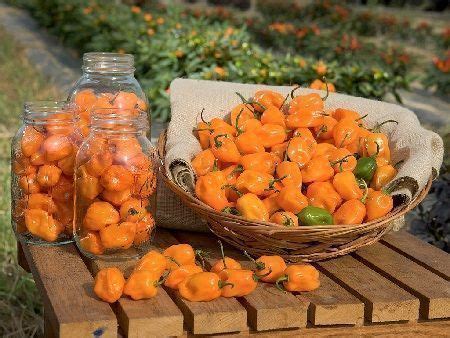 Chile Habanero Aroma Sabor Propiedades Y Picante Agromática
