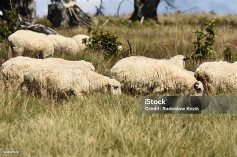 루마니아의 목초지에서 풀을 뜯는 양 떼 푸른 잔디가 있는 산악 목초지 양털을 젖을 짜고 털을 깎기 위해 무리를 계곡으로 몰아 넣습니다 0명에 대한 스톡 사진 및 기타 이미지