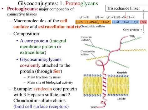 Ppt Glycoconjugates Powerpoint Presentation Free Download Id 690583