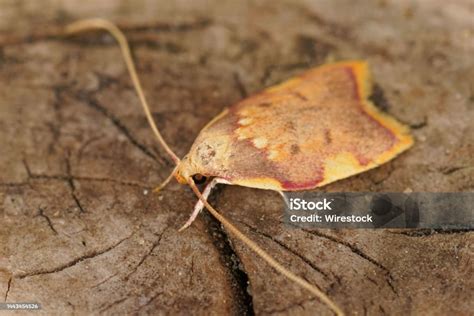 Closeup On The Colorful Yellow And Pink Small Oak Skeletonizer Moth