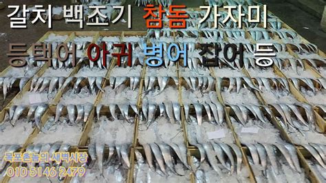 갈치 백조기 참돔 가자미등택어 아귀 병어 잡어 등 230227월 목포수협위판정보 조금음력0208먹갈치 목포 병어 노량진수산시장 묵호항 생선