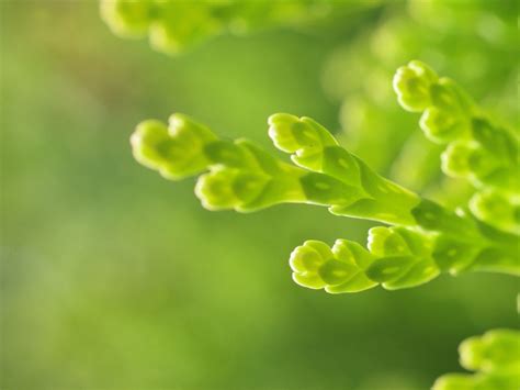 잔디 녹색 Bokeh 식물 매크로 사진 벽지시사