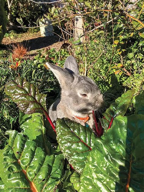 Itty Bitties North Coast Journal