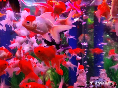 金鱼怎么养？关键的这6点你知道？其实养金鱼也不简单 知乎