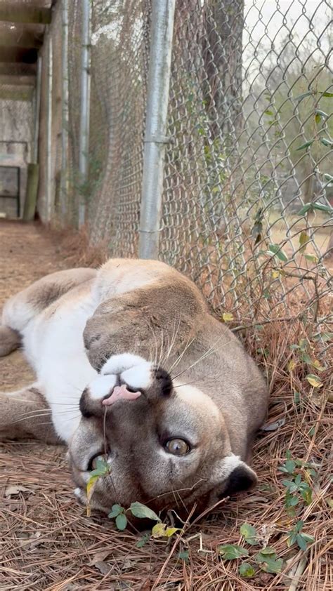 🔉cougars Are Small Cats Meaning They Can Purr Small Cats Have A Stiff