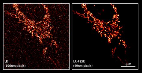 New Method Could Democratize Deep Learning Enhanced Microscopy Salk